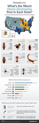 infestation examples
